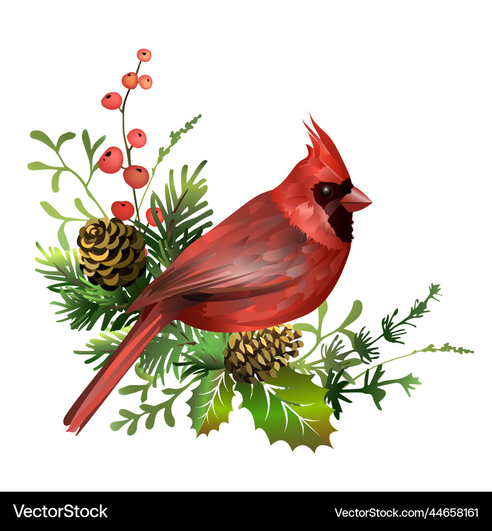 Christmas cardinal bird greeting card red Vector Image