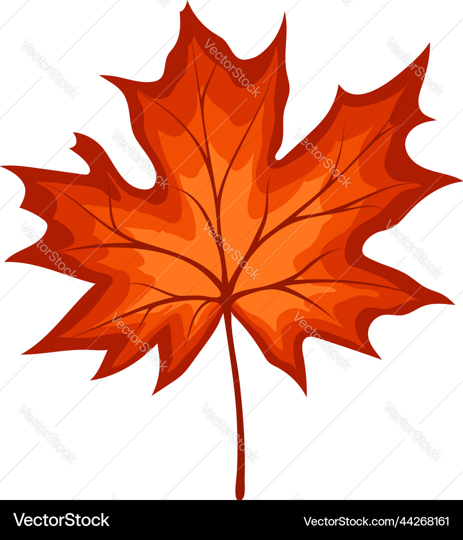 Maple autumn leaf Royalty Free Vector Image - VectorStock