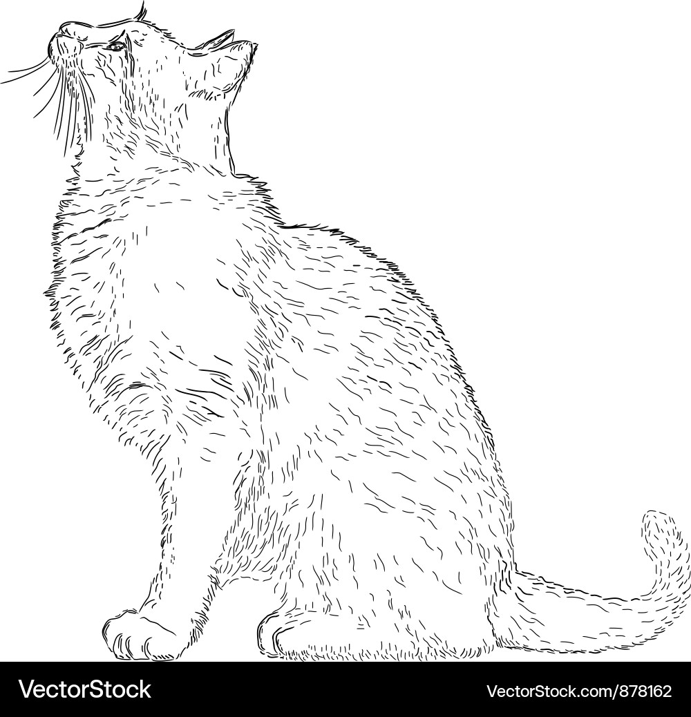 Cat drawing Royalty Free Vector Image - VectorStock