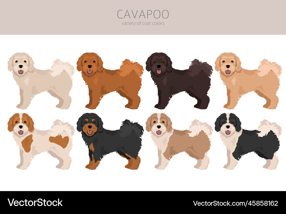 Cavoodle Vector Images (28)