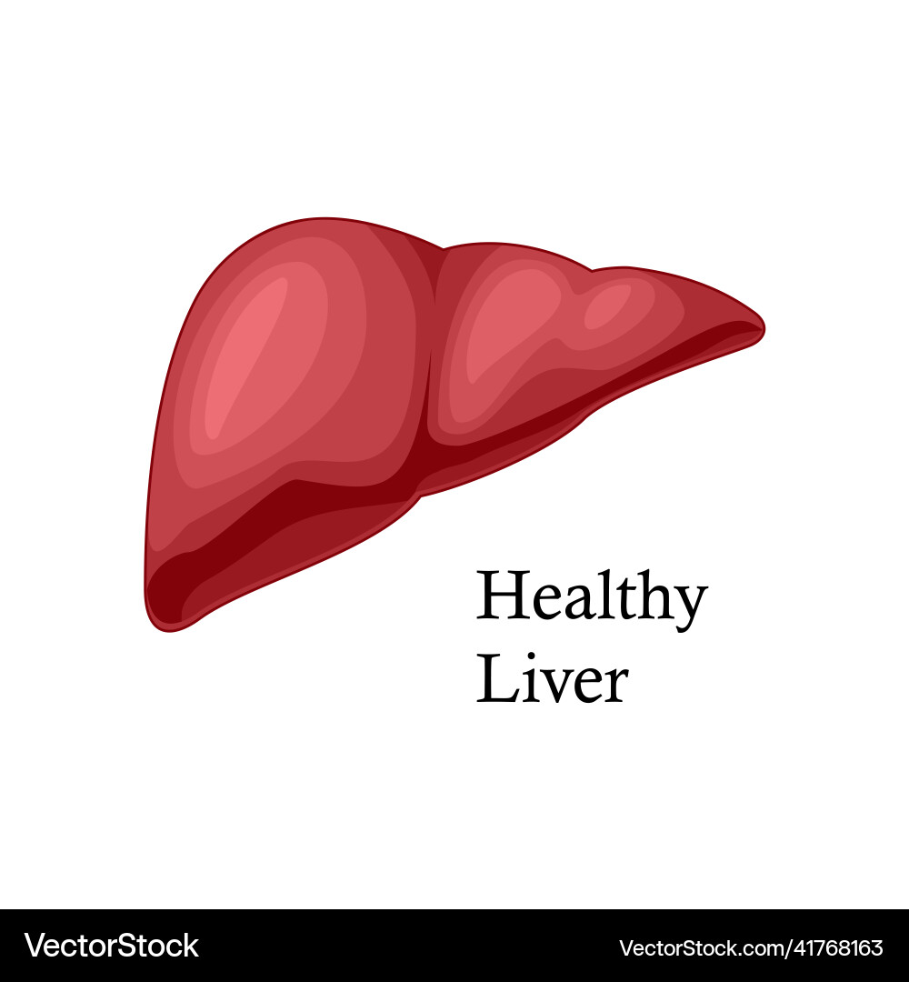 Cartoon human liver Royalty Free Vector Image - VectorStock