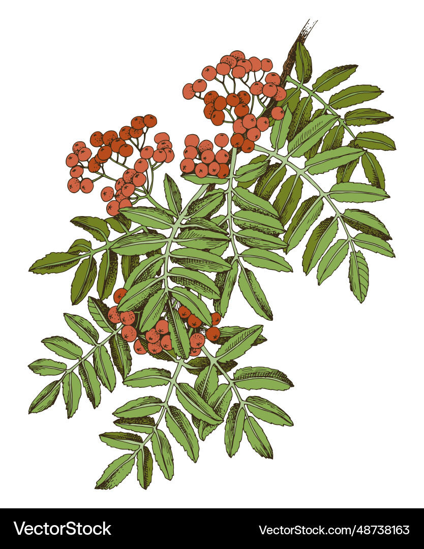 Hand drawn colorful rowan tree branch Royalty Free Vector