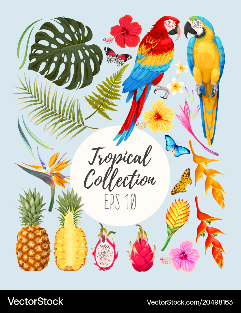 Tropical set Royalty Free Vector Image - VectorStock