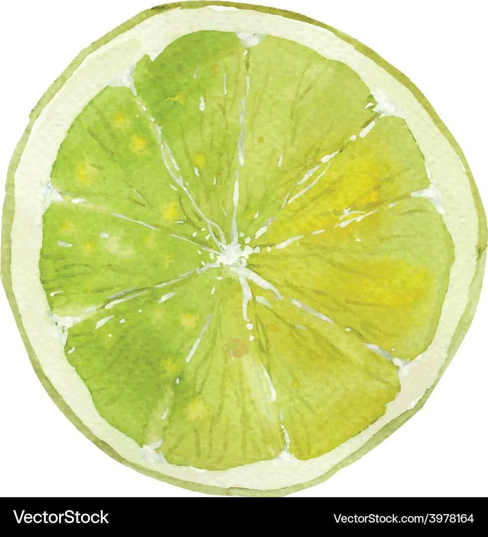 Lime Royalty Free Vector Image - VectorStock
