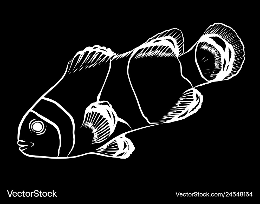Red drum redfish Royalty Free Vector Image - VectorStock