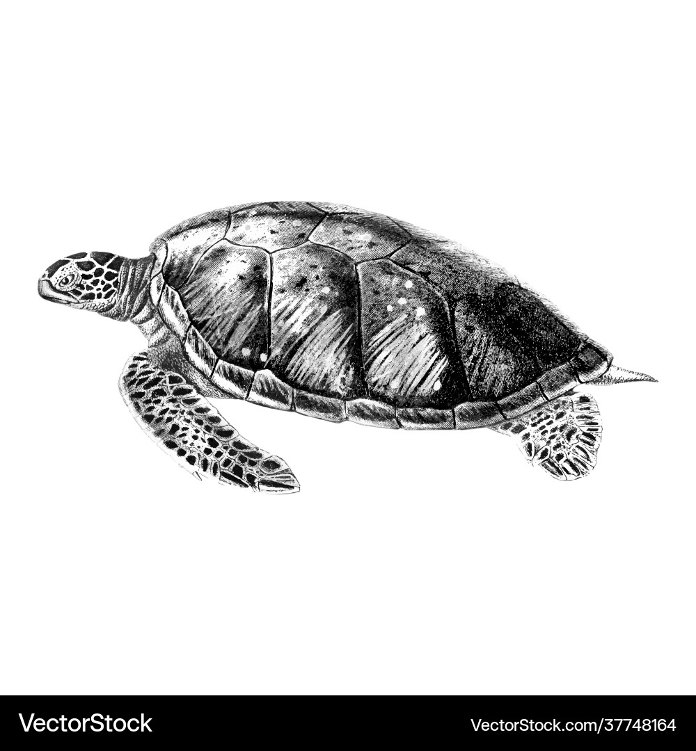 Vintage Green Sea Turtle Sketch Royalty Free Vector Image
