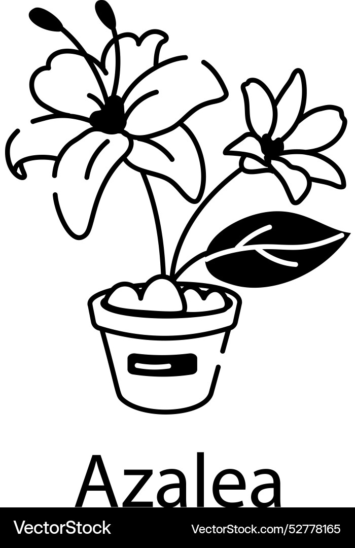 Azalea Royalty Free Vector Image - VectorStock