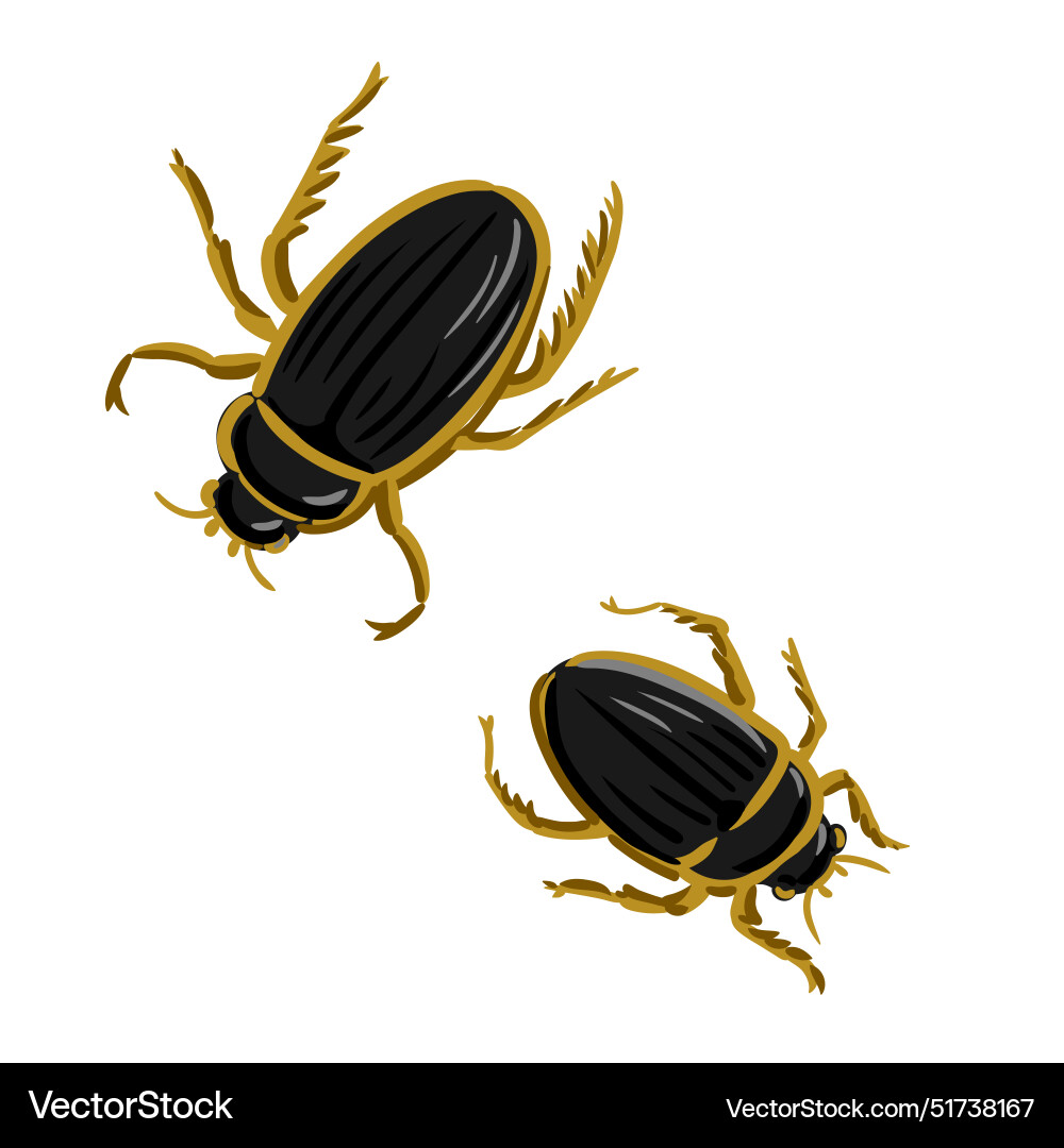 Drawing predaceous diving beetles Royalty Free Vector Image
