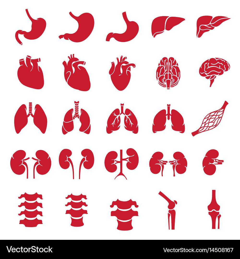 Internal human organs red Royalty Free Vector Image