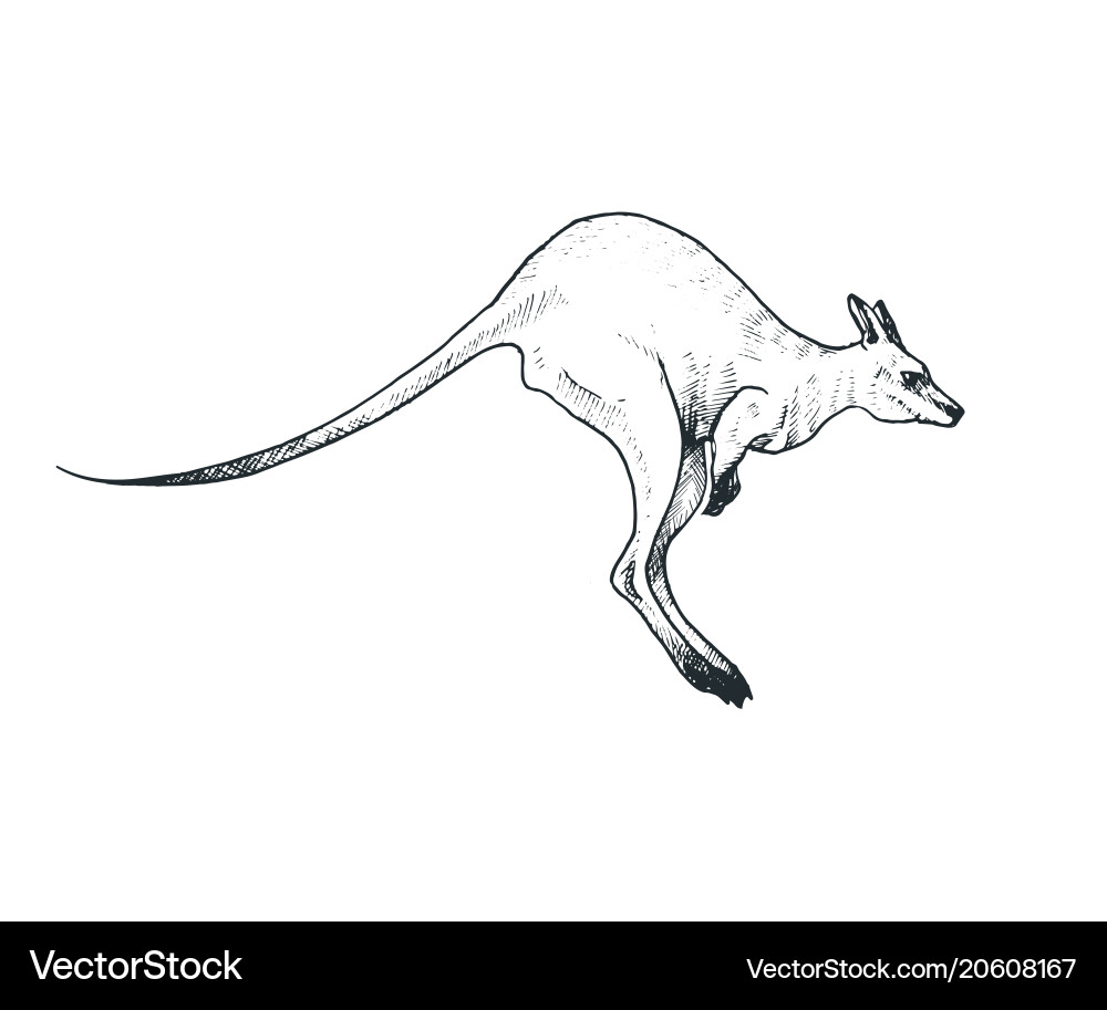 Kangaroo sketch Royalty Free Vector Image - VectorStock