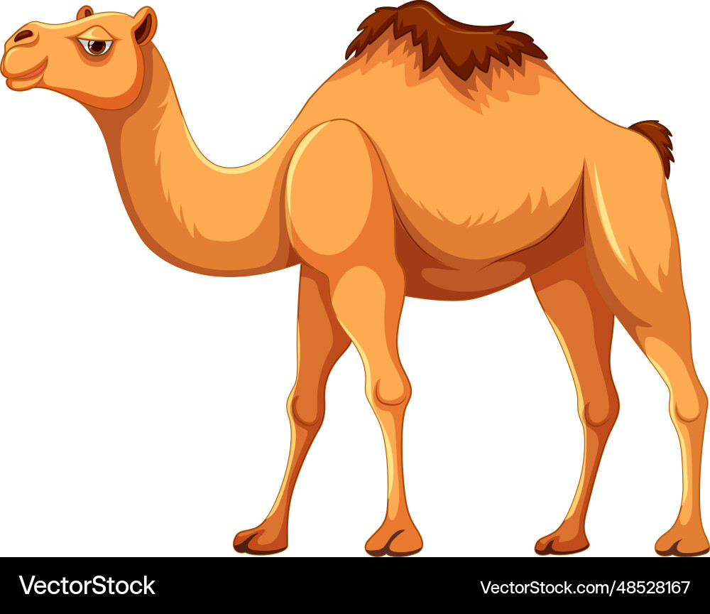 Walking camel isolated Royalty Free Vector Image