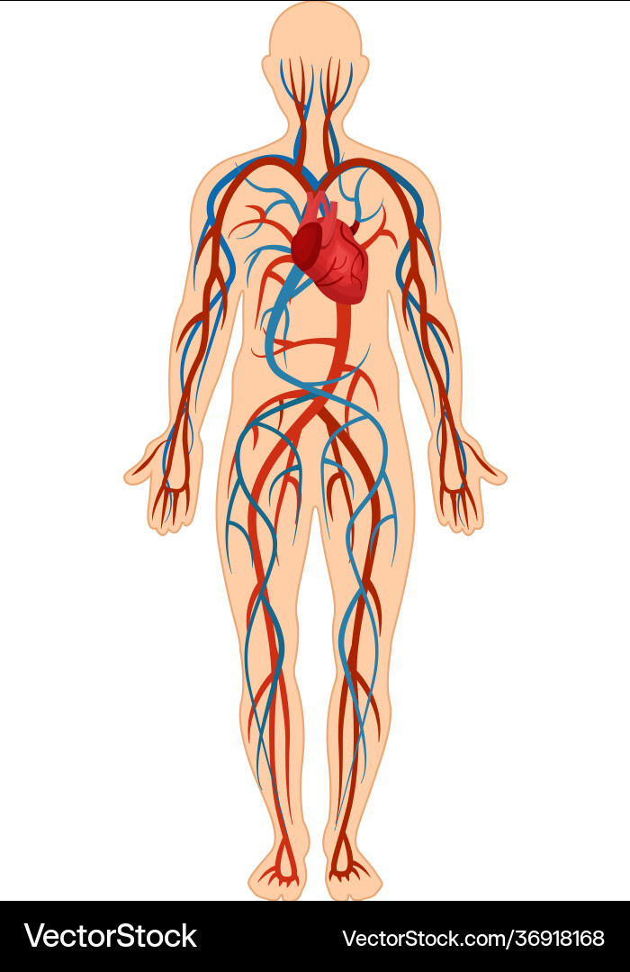 Anatomical structure human body circulatory Vector Image