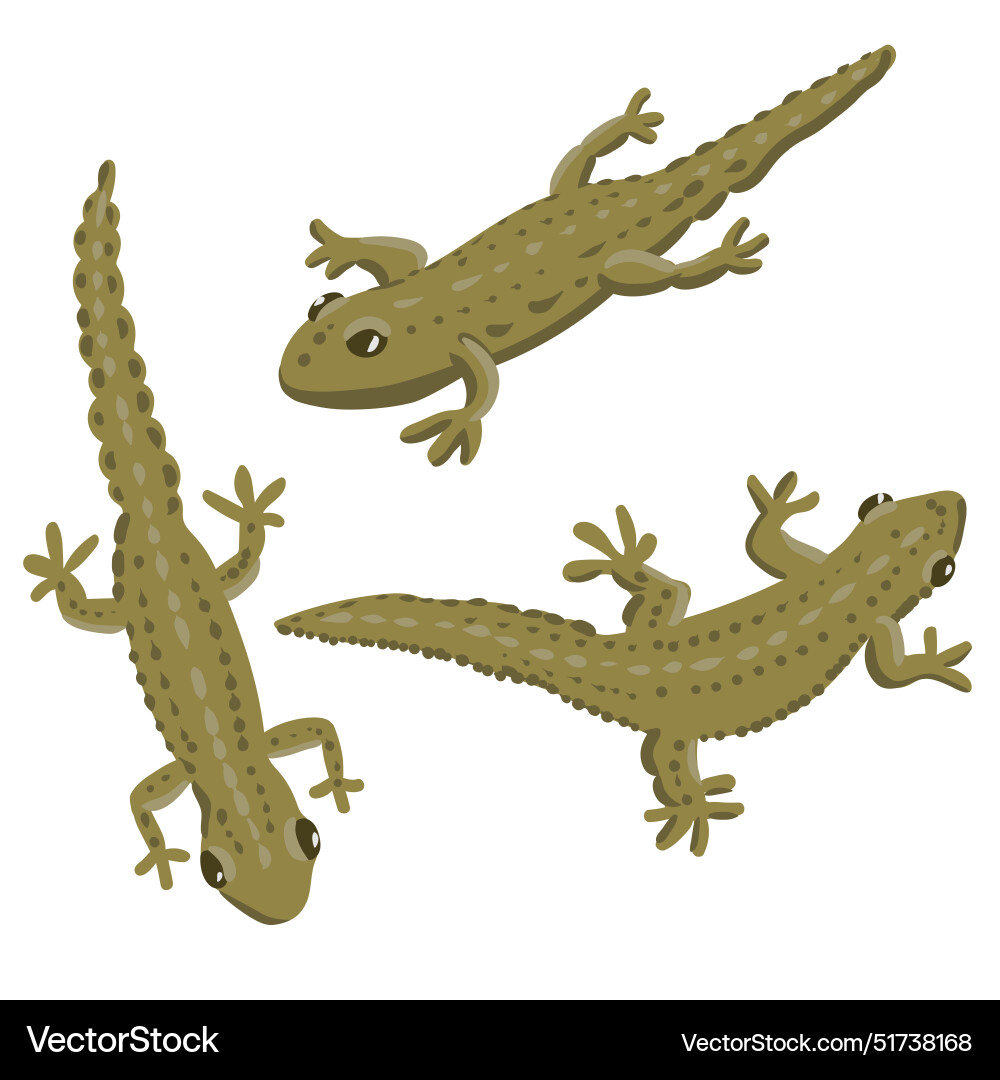 Drawing newts triturus Royalty Free Vector Image