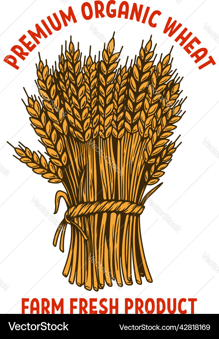 Wheat Sheaf - Engraved Style Royalty Free Vector Image