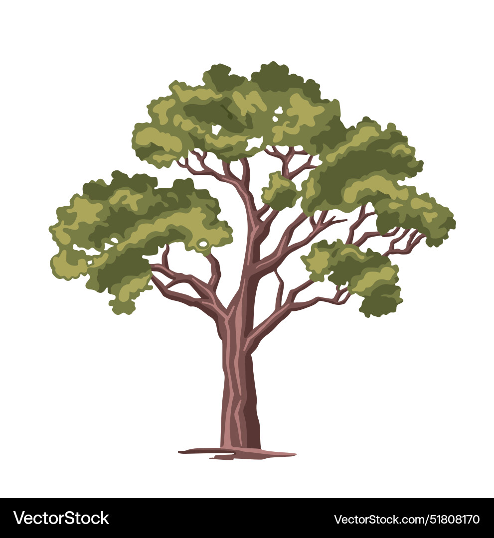 Color of a deciduous poplar tree Royalty Free Vector Image