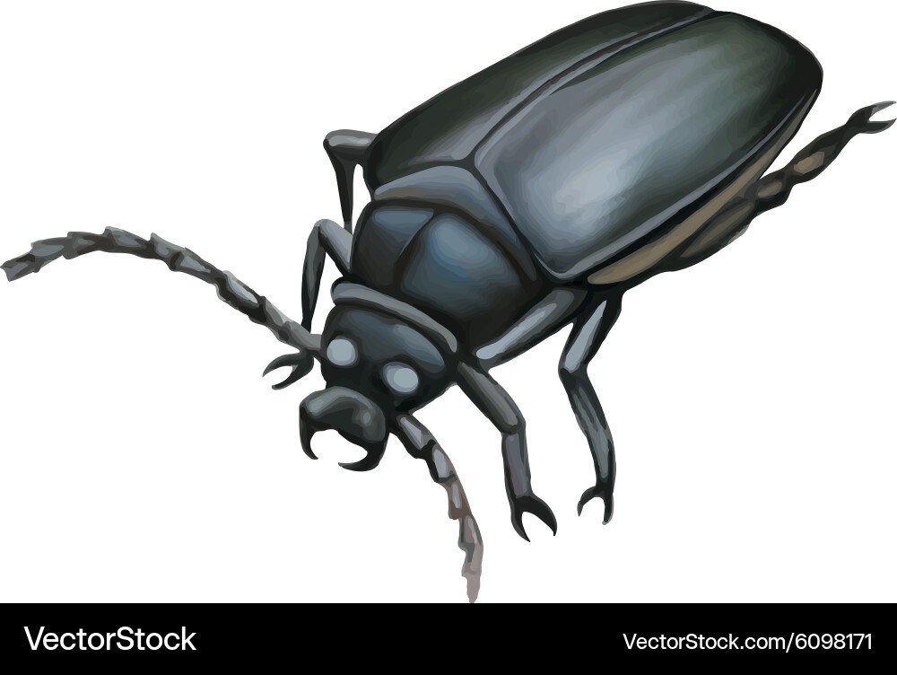 Black beetle Royalty Free Vector Image - VectorStock
