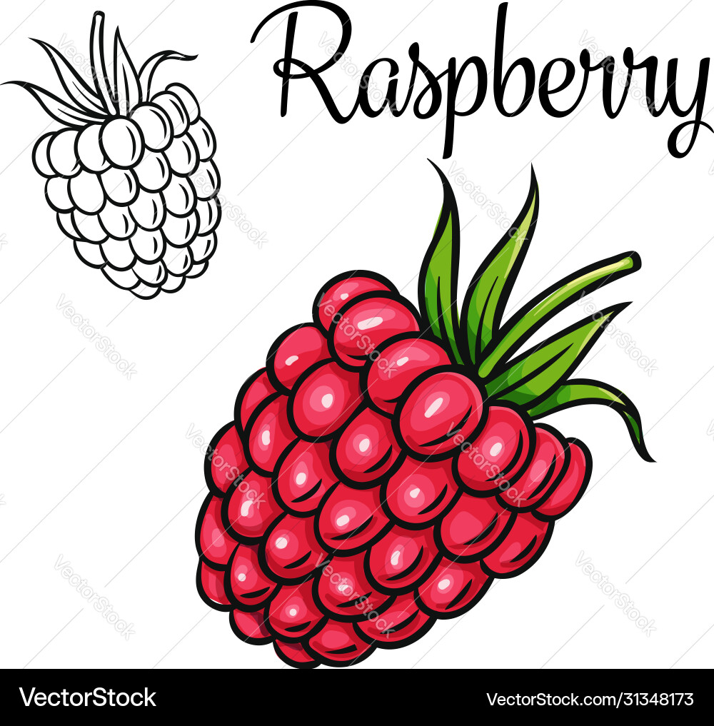 Raspberry drawing icon Royalty Free Vector Image