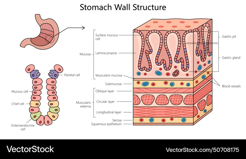 Stomach wall structure diagram medical science Vector Image