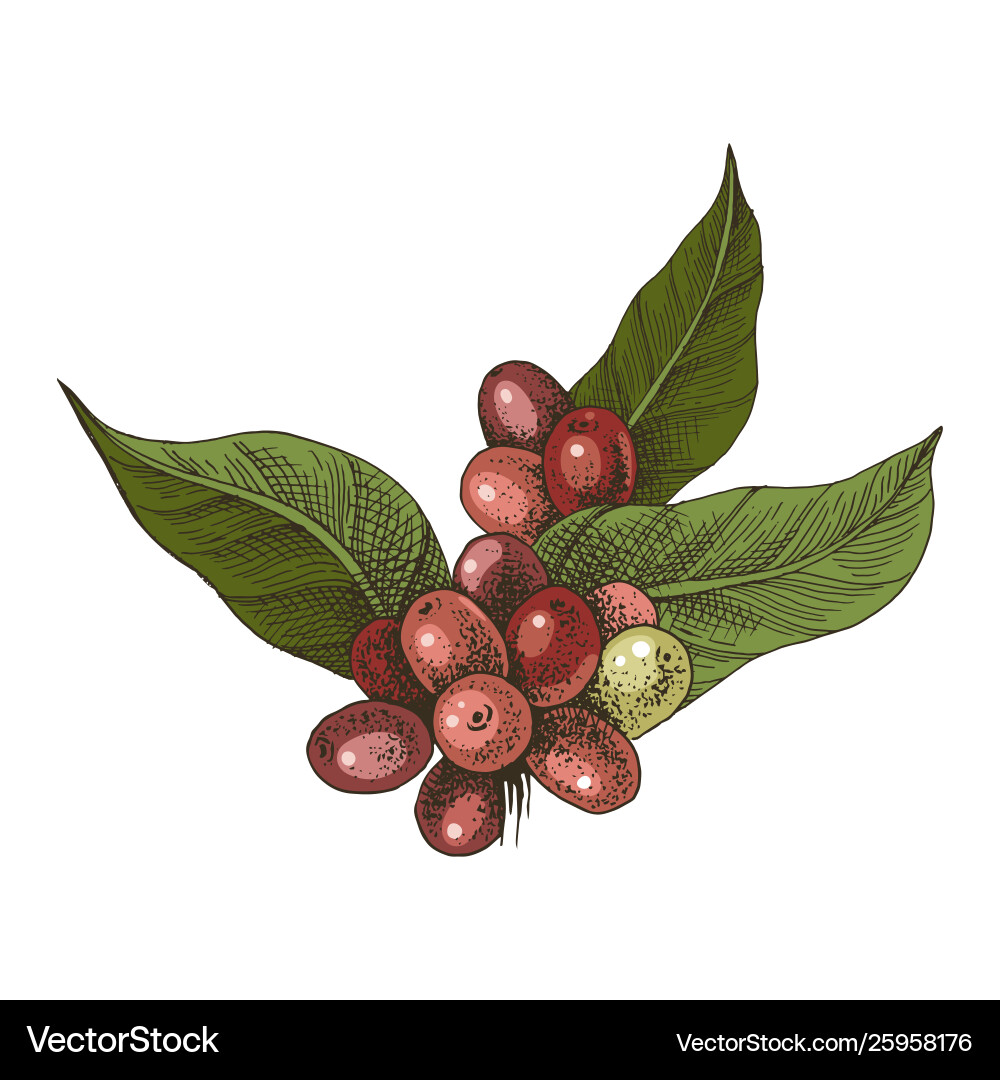 Hand-Drawn Coffee Branch Royalty Free Vector Image