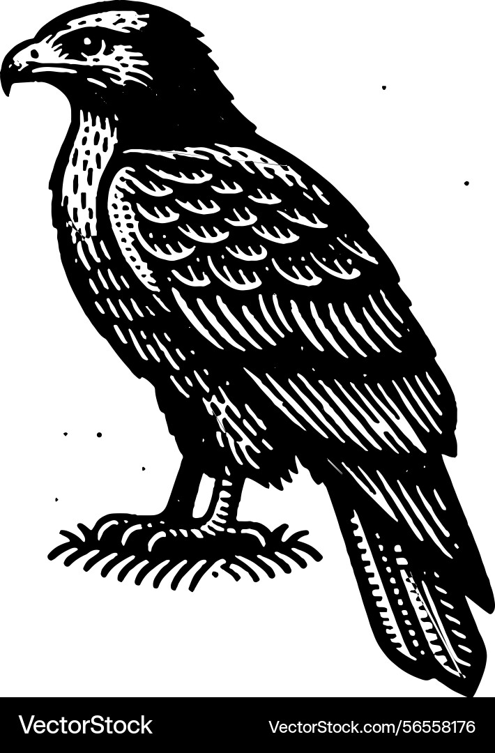 Simple red-tailed hawk side view design vintage Vector Image