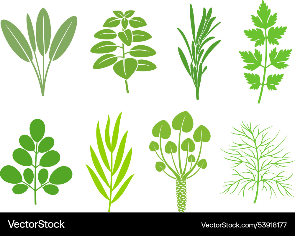 Herbs Royalty Free Vector Image - VectorStock