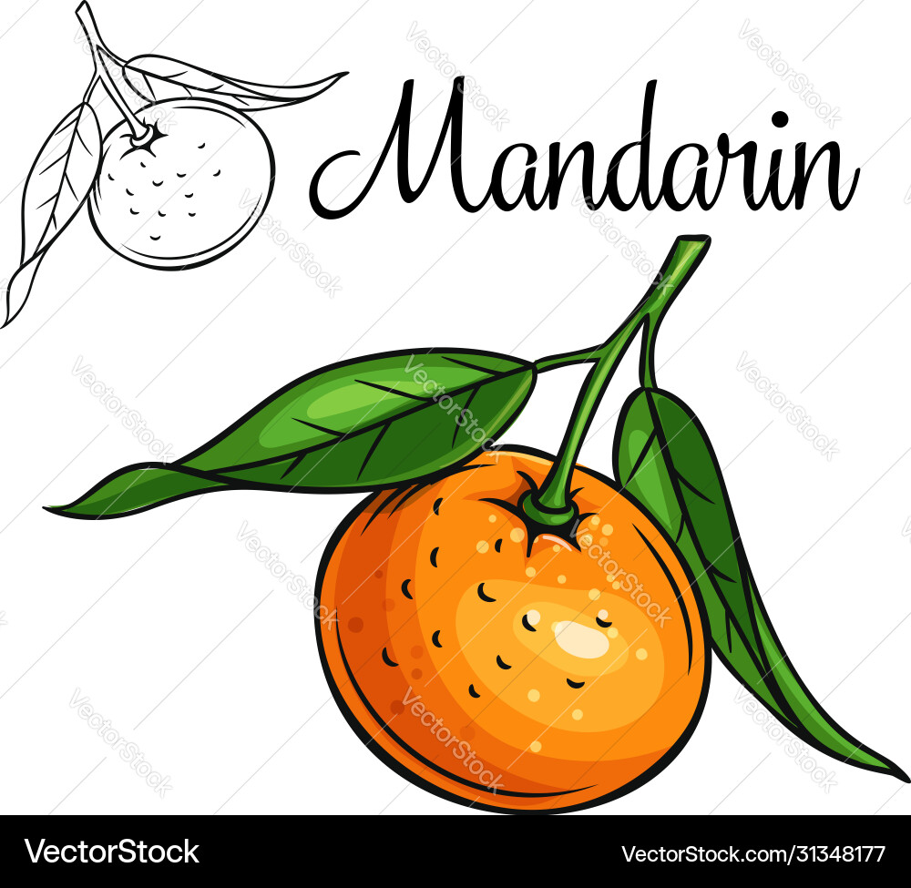 Mandarin Zeichnungssymbol Lizenzfreies Vektorbild