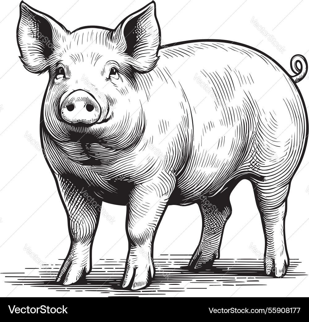 Pig Royalty Free Vector Image - VectorStock