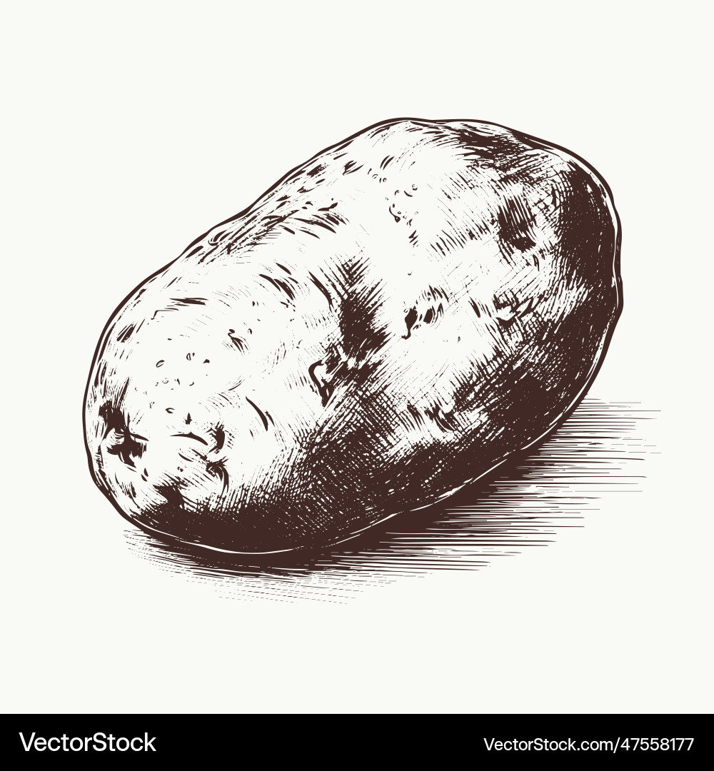 Potato Drawing File:Maggie Murphy, A New Potato Of The Most Promising