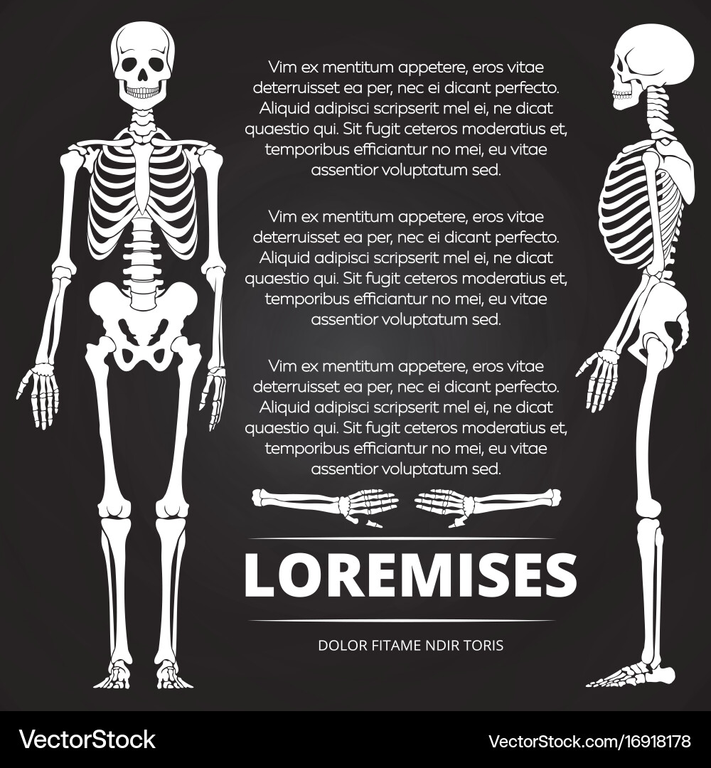 Chalkboard poster with human skeletones and bones Vector Image