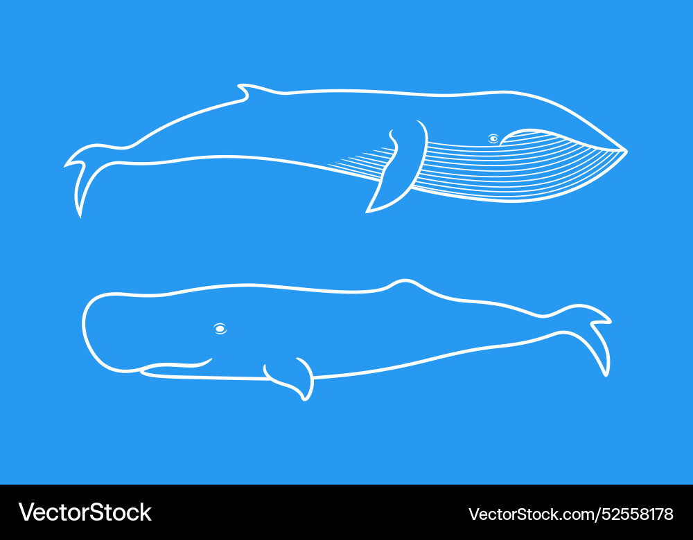 Whale Royalty Free Vector Image - VectorStock