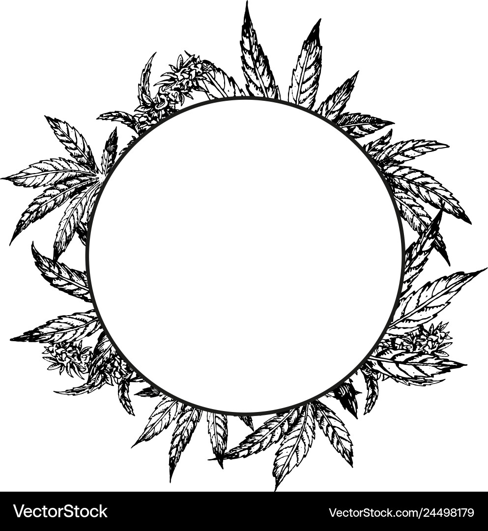 Hand drawn hemp background cannabis leaf Vector Image