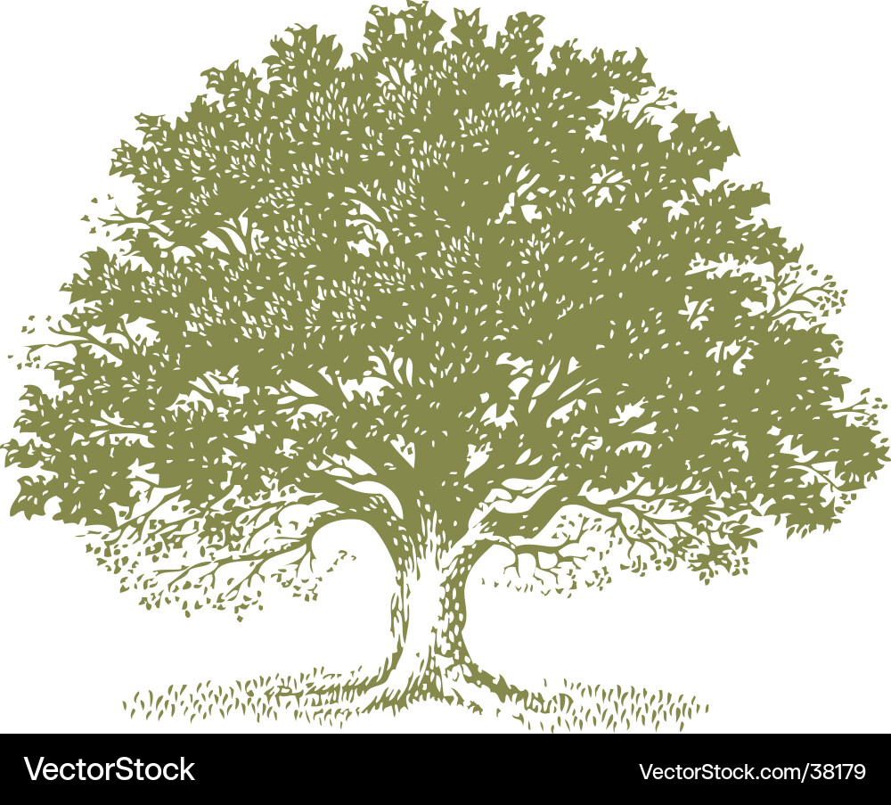 Oak Tree Vector Images (over 58,000)