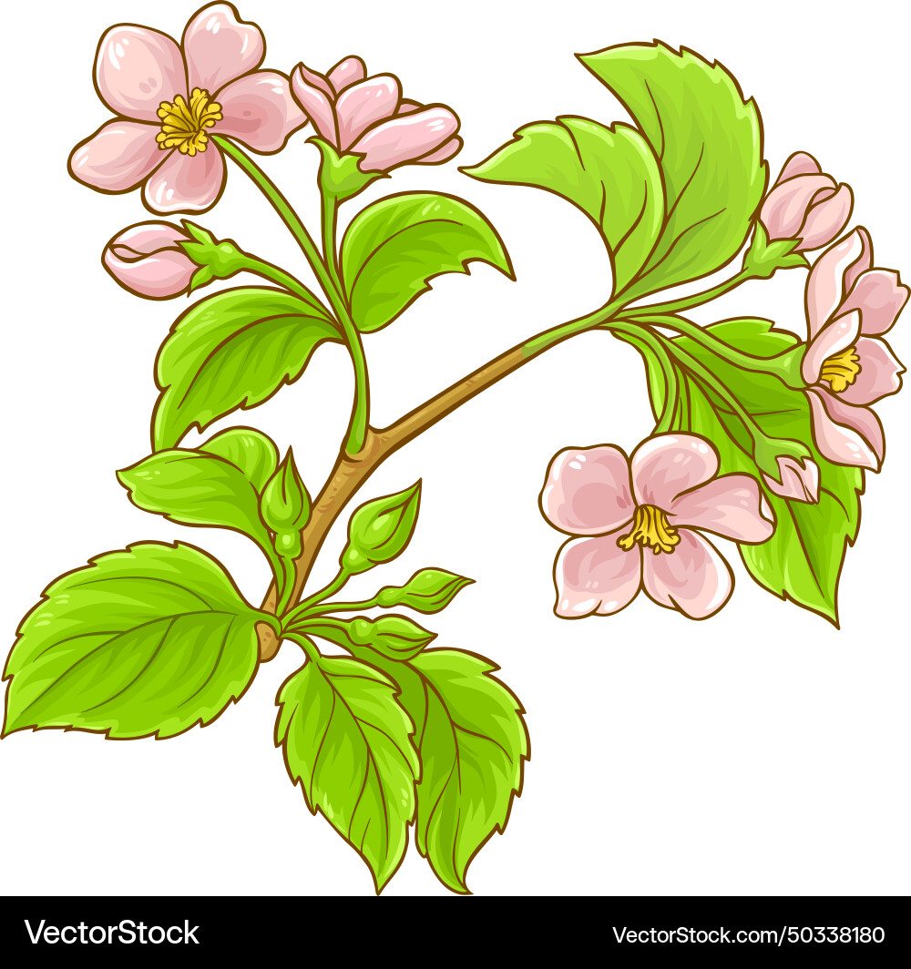 Apple branch with flowers colored Royalty Free Vector Image