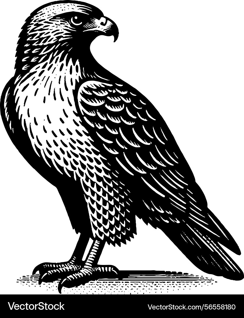 Simple red-tailed hawk side view design vintage Vector Image