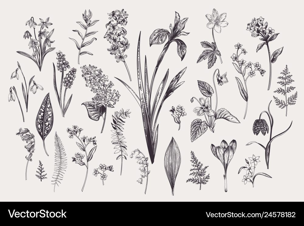 Botanical Spring Flowers Royalty Free Vector Image