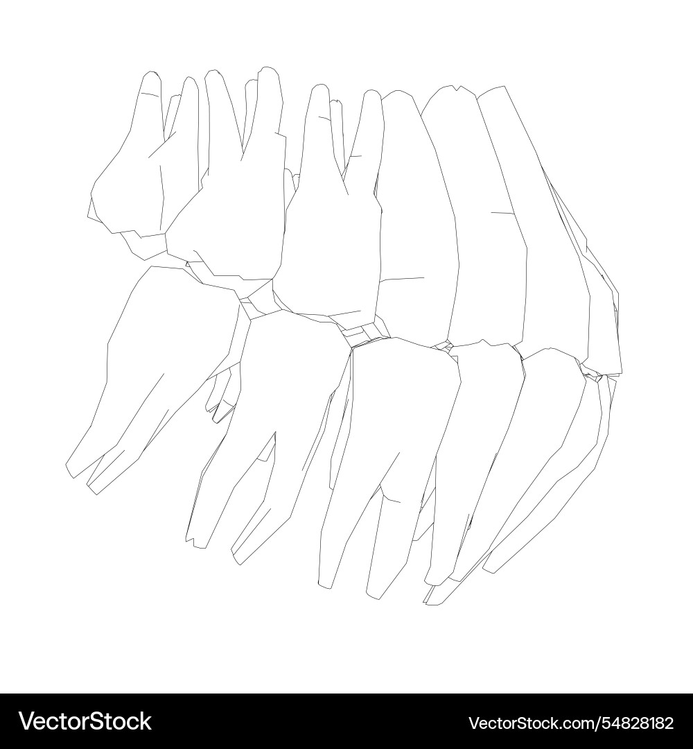 Teeth contour hand drawn different types of human Vector Image