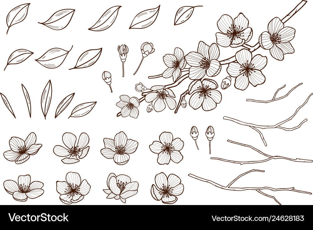 Almond blossoms hand drawn set spring flowers Vector Image