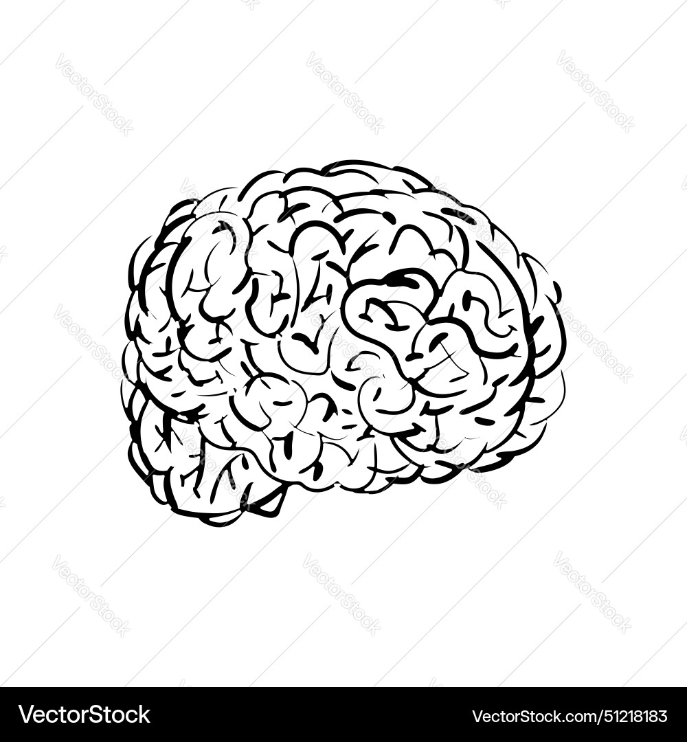 Brain hand drawing isolated brains engraving Vector Image