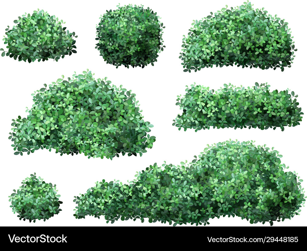 Green Garden Shrubbery Royalty Free Vector Image