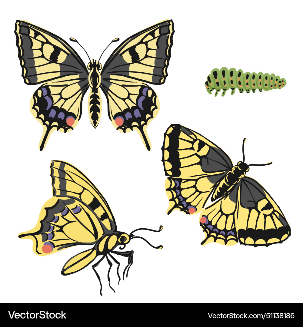 Drawing yellow swallowtail butterfly Royalty Free Vector