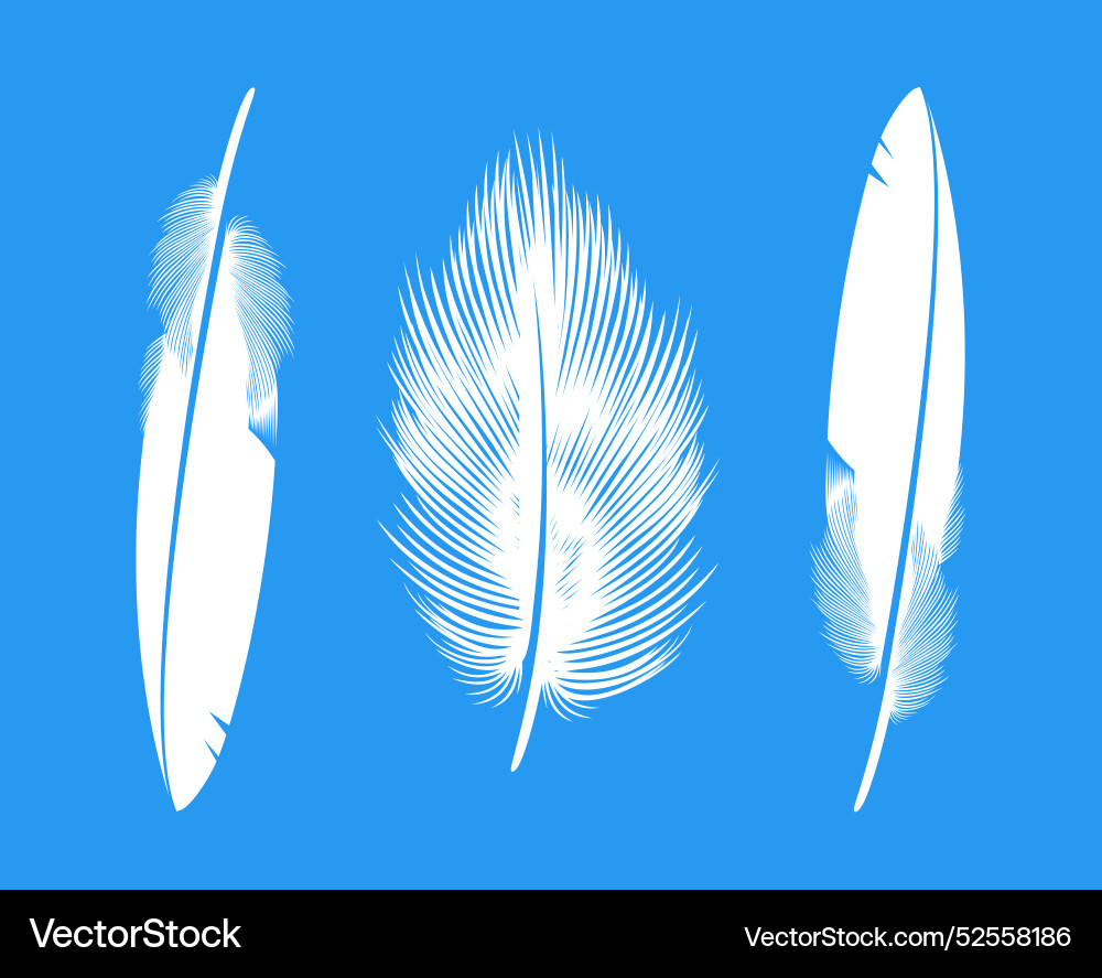 Feathers Royalty Free Vector Image - VectorStock