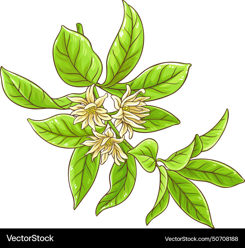 Anise branch with flowers colored Royalty Free Vector Image