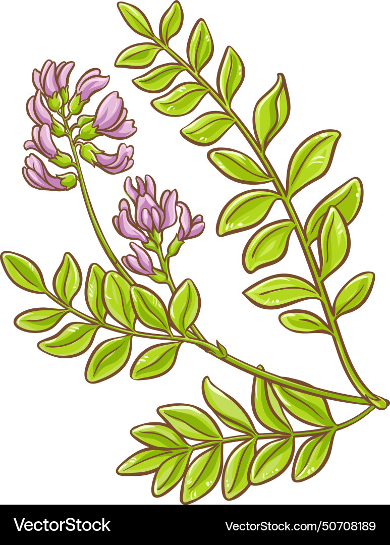 Astragalus plant with flowers colored Royalty Free Vector