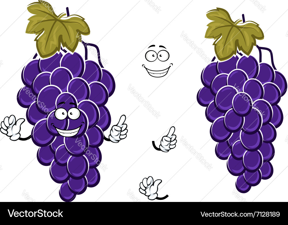 Cartoon ripe blue grape fruits on grapevine Vector Image