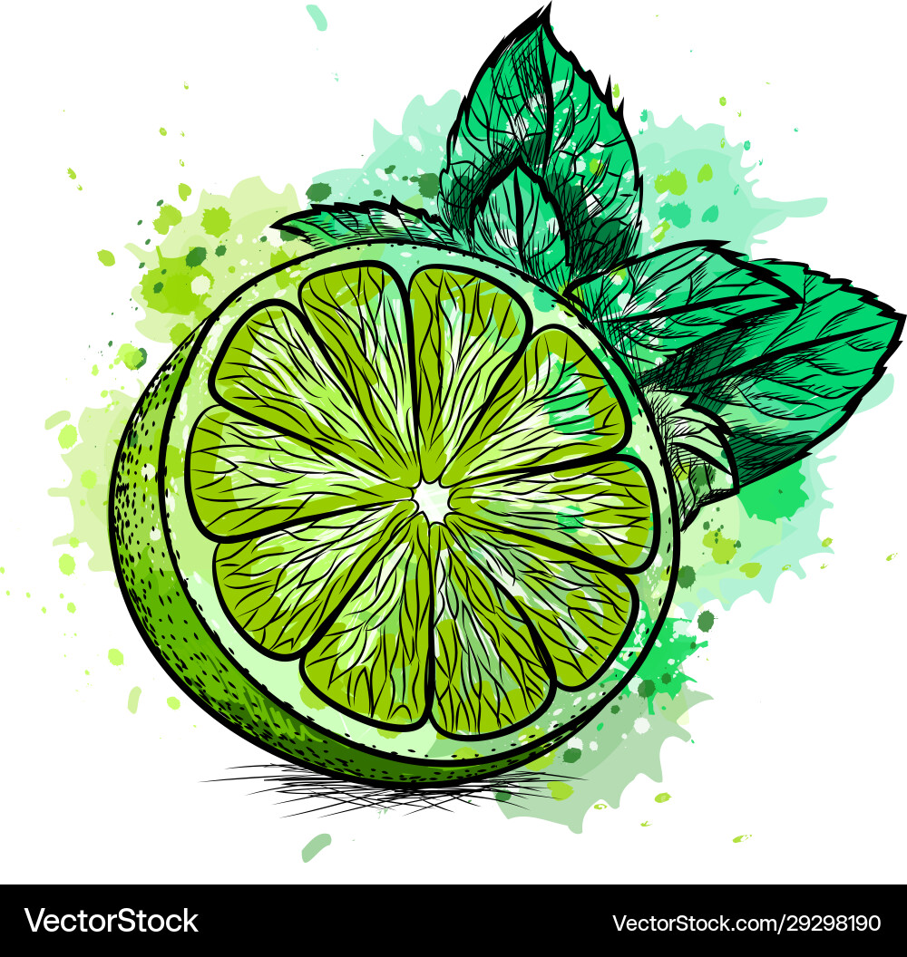 Fresh lime with leaves and mint from a splash Vector Image