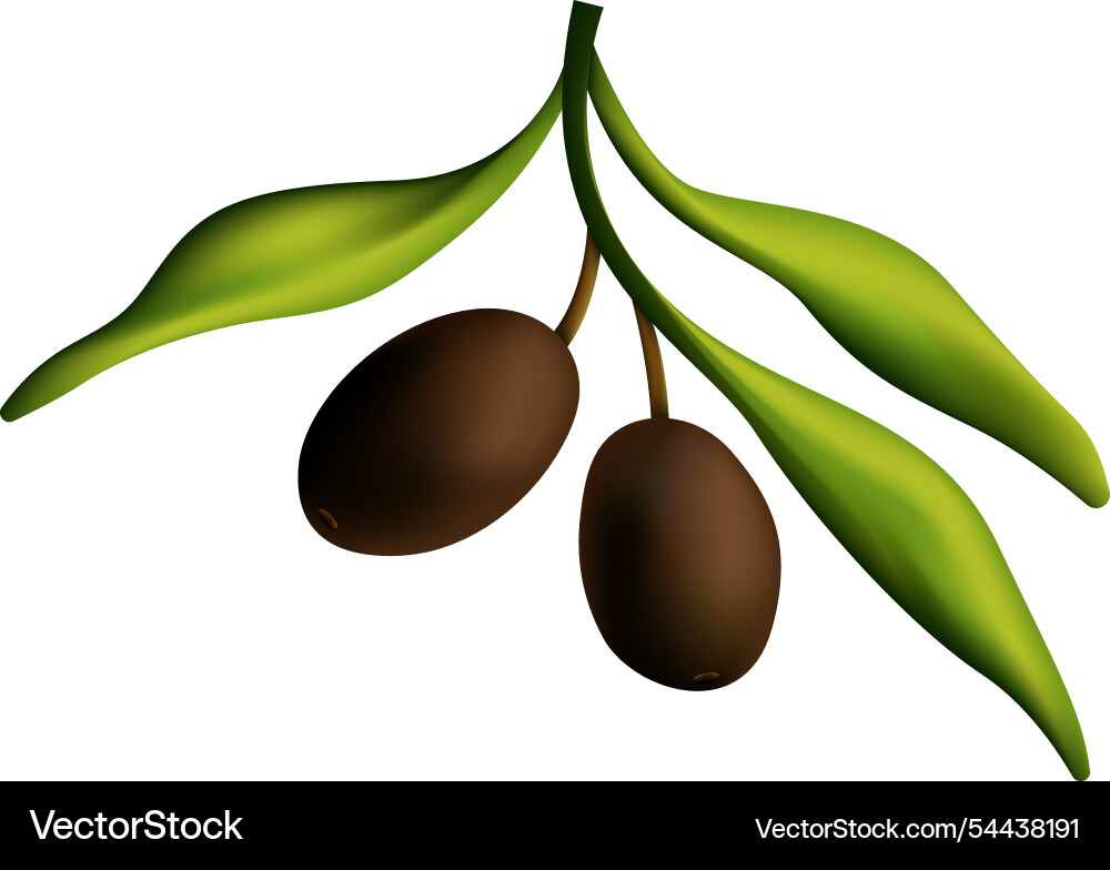 A close up of two olive leaves with single Vector Image