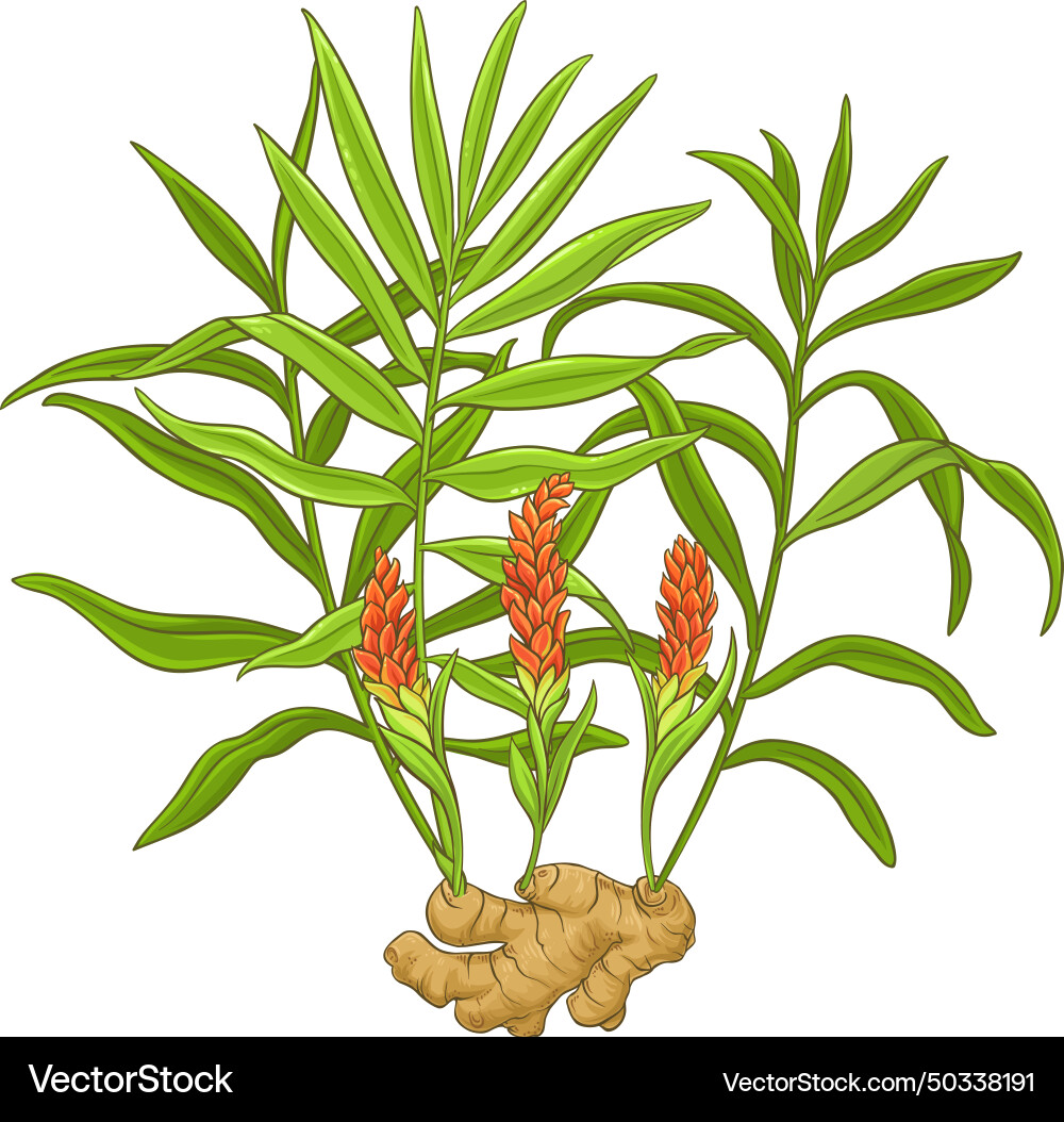 Ginger plant detailed colored Royalty Free Vector Image