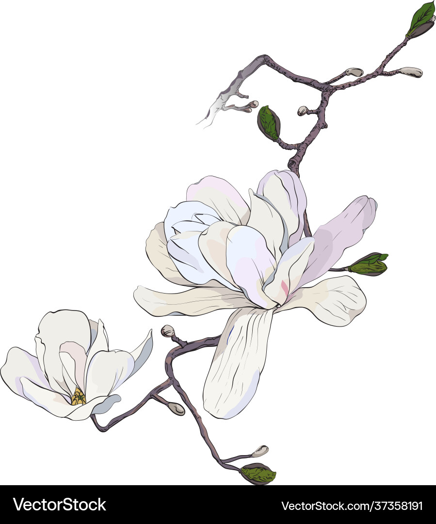 Magnolia Drawing Botanical