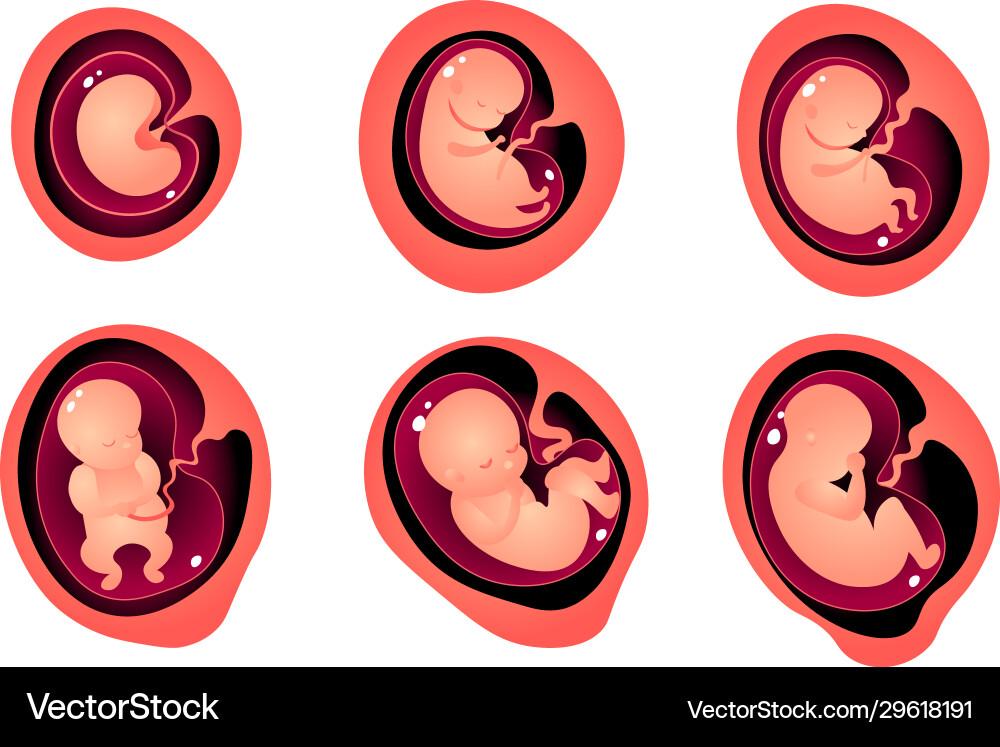 Stages embryo development in mothers womb Vector Image