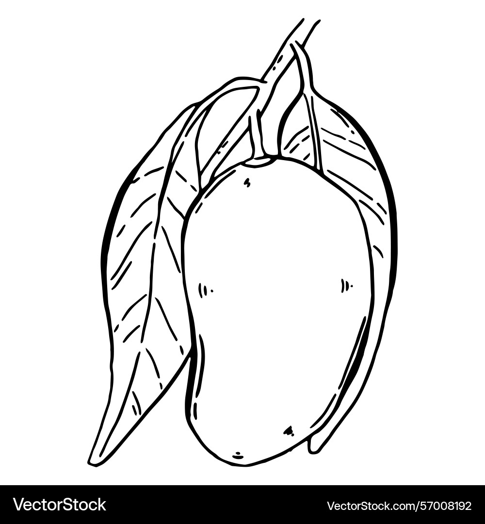 Mango hand drawn set Royalty Free Vector Image